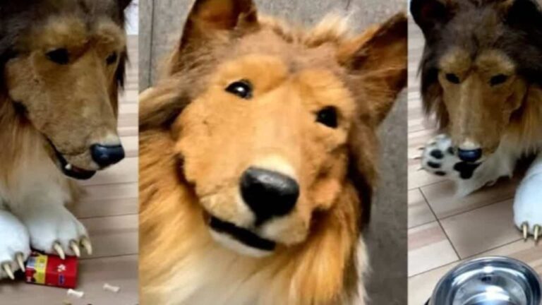 Japanese Man Transforming Into A Dog: Before And After Looks Will Shock ...